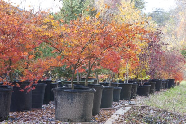 Maple Tree and Rare Plant Sale This Fri - Sun